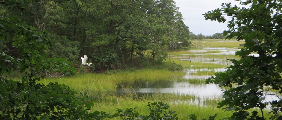 How to Minimize Threatened & Endangered Species Habitat Impacts to Your ...
