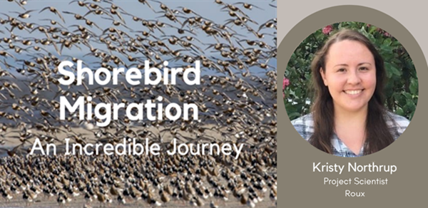 Join us for Shorebird Migration: An Incredible Journey