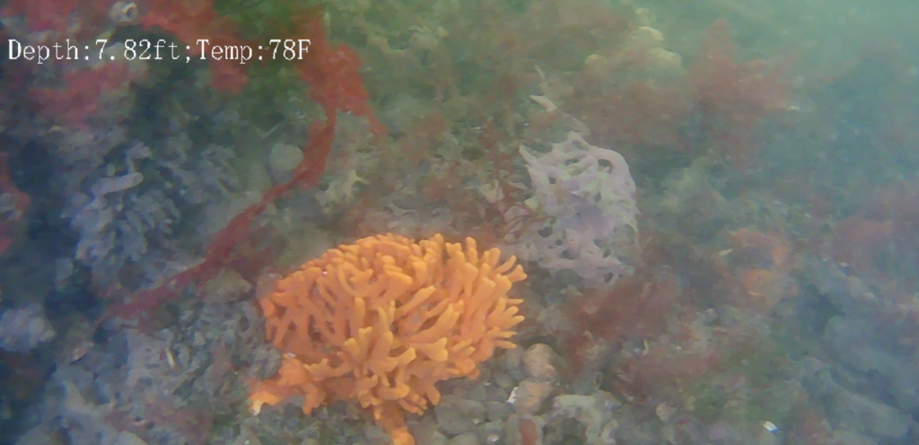 Underwater Drone Sanitary Survey | Roux Inc